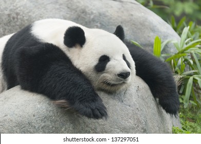 Panda Bear Stock Photo 137297051 | Shutterstock