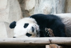Adorable panda resting on woods featuring panda, lazy, and sleeping, an ...