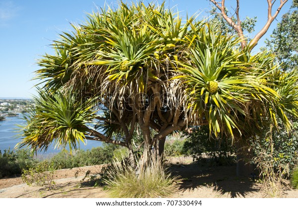 Pandanus Aquaticus Tree Stock Photo 707330494 | Shutterstock