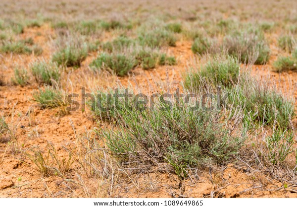 Panorama Semidesert Withered Grass Stock Photo 1089649865 | Shutterstock