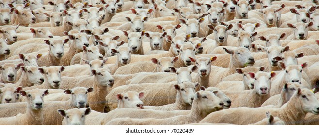 8,715 Crowd of sheep Images, Stock Photos & Vectors | Shutterstock