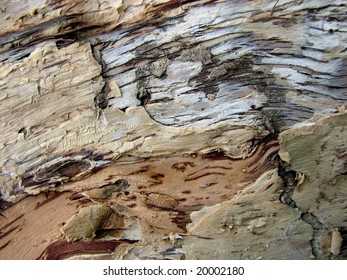 430 Paperbark tree textures Images, Stock Photos & Vectors | Shutterstock