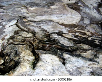 Paperbark Tree Art Stock Photo (Edit Now) 20002186