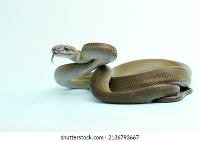 779 Giant Python Images, Stock Photos & Vectors | Shutterstock