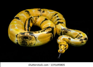 765 Snake flicking tongue Images, Stock Photos & Vectors | Shutterstock
