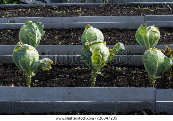 Parallel Lines On Cabbage Farm White Stock Photo 728847235 | Shutterstock