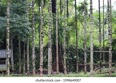 2,972 Parallel tree trunks Images, Stock Photos & Vectors | Shutterstock