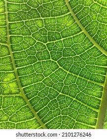 297 Parallel venation Images, Stock Photos & Vectors | Shutterstock