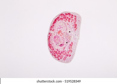 Paramphistomiasis Images, Stock Photos & Vectors | Shutterstock