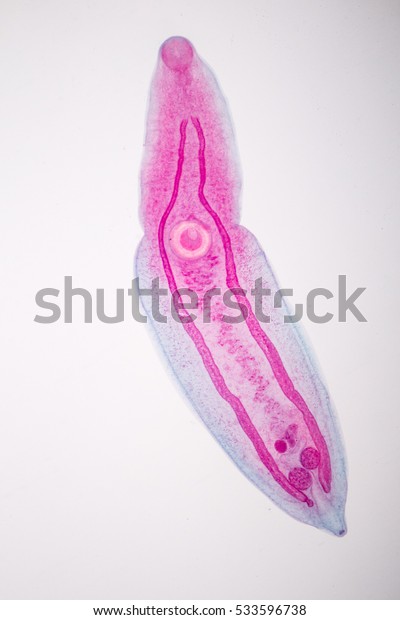 Parasite Under Microscope Stock Photo (Edit Now) 533596738
