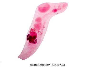 Raillietina Echinobothrida Parasitic Tapeworm Belonging Class Foto de ...