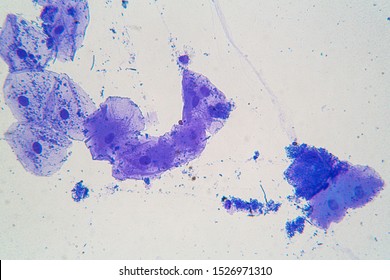 Parasites Under Optical Microscope Microbiological Lab Foto stock ...