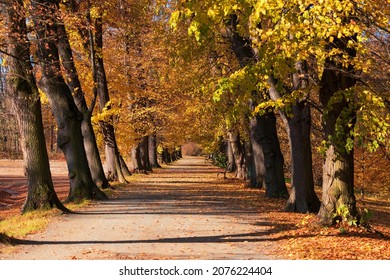 2,146 Tall trees line street Images, Stock Photos & Vectors | Shutterstock