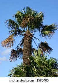 255 Parm Tree Images, Stock Photos & Vectors | Shutterstock