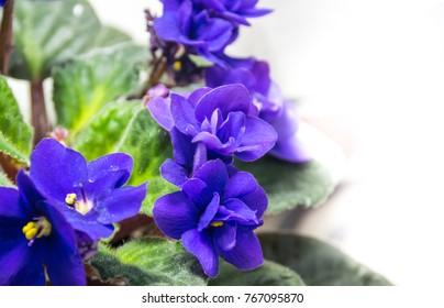287 Parma violets Images, Stock Photos & Vectors | Shutterstock