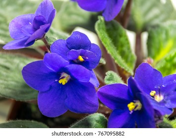 284 Parma violet Images, Stock Photos & Vectors | Shutterstock