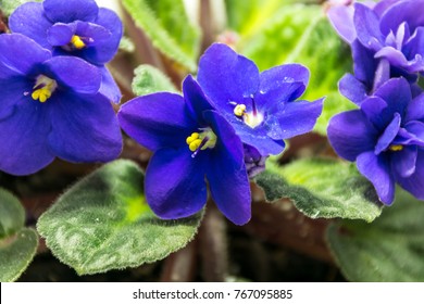 284 Parma violet Images, Stock Photos & Vectors | Shutterstock