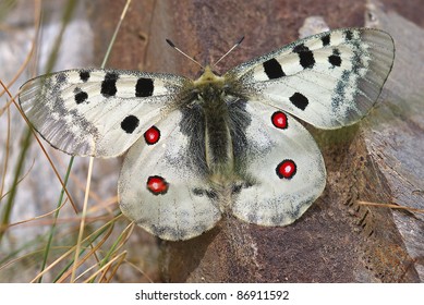 Parnassius Apollo Stock Photo (Edit Now) 86911592