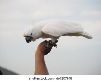 Disabled Bird Beautiful Feather Stock Photo (Edit Now) 790998220