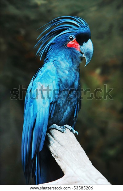 Parrot Stock Photo (Edit Now) 53585206