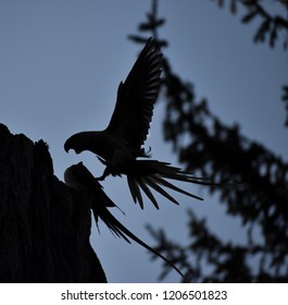 142 imágenes de Parrots of istanbul - Imágenes, fotos y vectores de ...