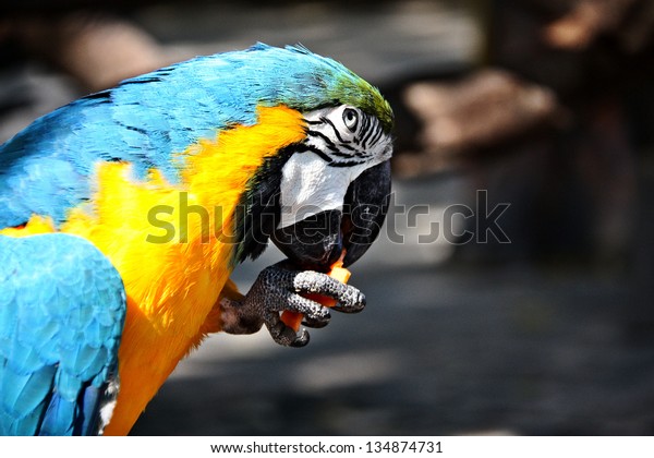 Parrot Eats Carrots Stock Photo (Edit Now) 134874731
