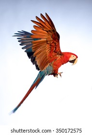Parrot Flight Stock Photo 350172575 | Shutterstock