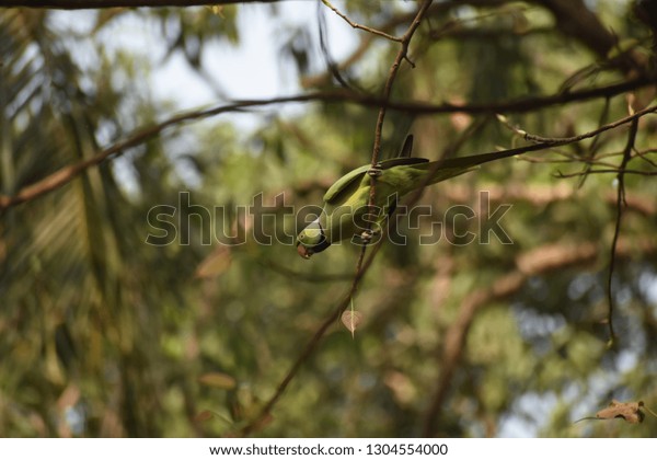 Parrot Looking Down Stock Photo 1304554000 | Shutterstock