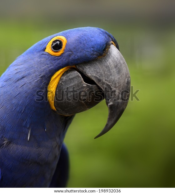 Parrots Stock Photo 198932036 | Shutterstock