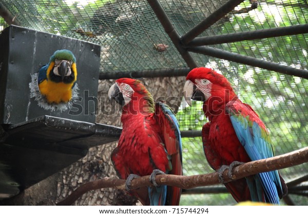 Parrots Family Stock Photo 715744294 | Shutterstock