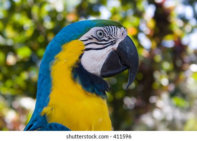 Parrots Head Stock Photo 411596 | Shutterstock