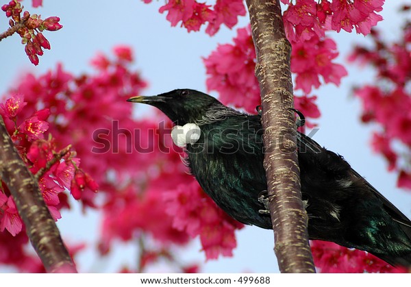Parson Bird Tui Cherry Tree Stock Photo 499688 | Shutterstock