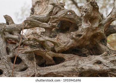 1,752 Tree root cave Images, Stock Photos & Vectors | Shutterstock