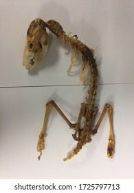 Partial Skeleton Opossum Stock Photo 1725797713 | Shutterstock
