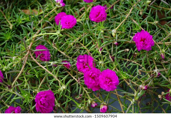 Partiallyselected Focus Image Bunga Pukul Sembilankrokotportulaca Stock ...