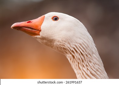 Goose mouth open Images, Stock Photos & Vectors | Shutterstock