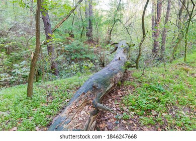 515 Deadfall tree Images, Stock Photos & Vectors | Shutterstock