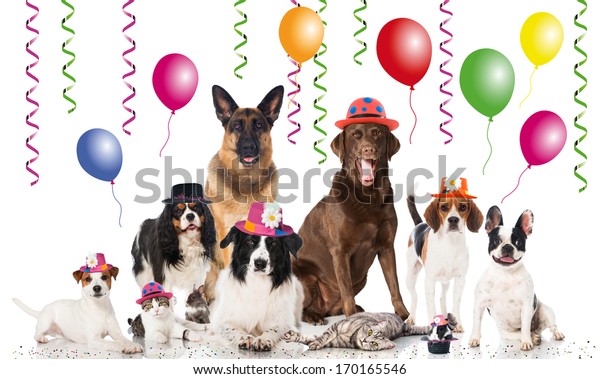 Party Pets Stock Photo 170165546 | Shutterstock