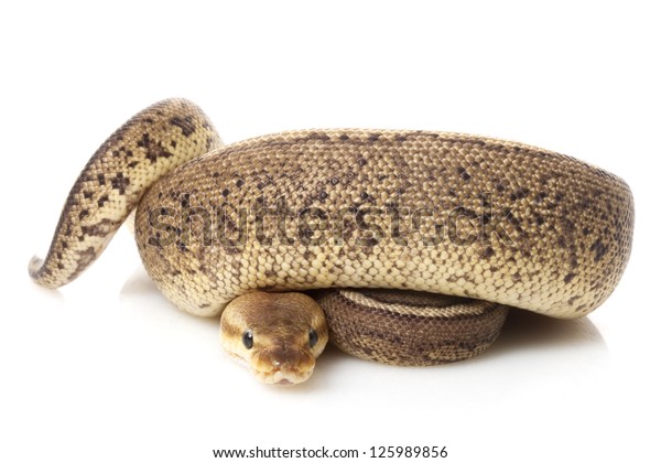 Pastel Camouflage Ball Python Python Regius Stock Photo 125989856 ...