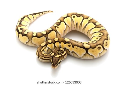 Pastel Lesser Platinum Ball Python Python Stock Photo 126033008 ...