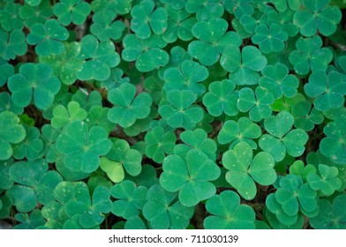 1,022 Clover Patch Images, Stock Photos & Vectors | Shutterstock