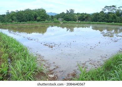 1,249 Rice Patch Images, Stock Photos & Vectors | Shutterstock
