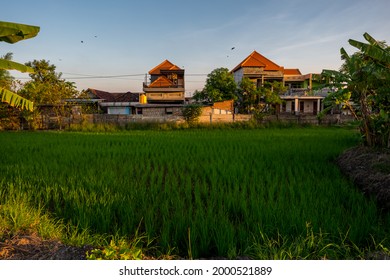 1,249 Rice Patch Images, Stock Photos & Vectors | Shutterstock