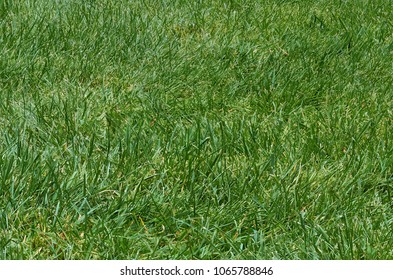 Patch Rough Green Grass Stock Photo 1065788846 | Shutterstock