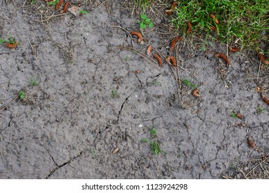 471 Patchy Grass Texture Images, Stock Photos & Vectors | Shutterstock