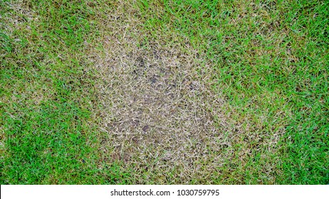 Patchy Grasslawn Bad Condition Need Maintaininggrass Stock Photo ...