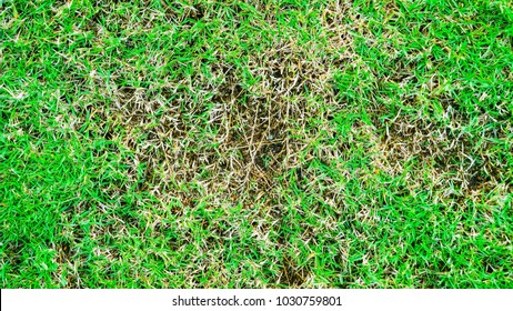 471 Patchy Grass Texture Images, Stock Photos & Vectors | Shutterstock