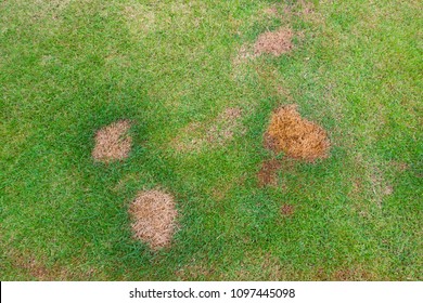 701 Patchy Field Images, Stock Photos & Vectors | Shutterstock