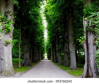 Avenue Linden Trees Tree Lined Footpath Stock Photo 632149790 ...