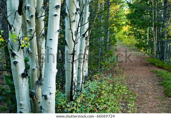 Path Aspen Forest Stock Photo 66069724 | Shutterstock